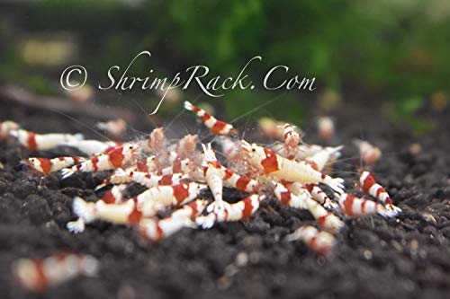 ShrimpRack 10 Crystal Red Shrimp CRS Grade S-SSS Live Freshwater Aquarium Shrimps 1/4 to 1/2 inch Long.