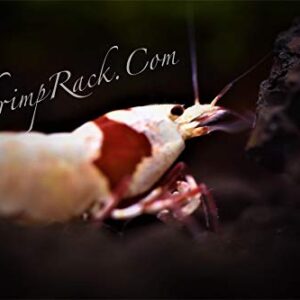 ShrimpRack 10 Crystal Red Shrimp CRS Grade S-SSS Live Freshwater Aquarium Shrimps 1/4 to 1/2 inch Long.