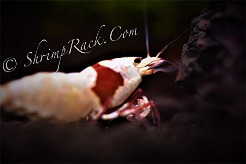 ShrimpRack 10 Crystal Red Shrimp CRS Grade S-SSS Live Freshwater Aquarium Shrimps 1/4 to 1/2 inch Long.