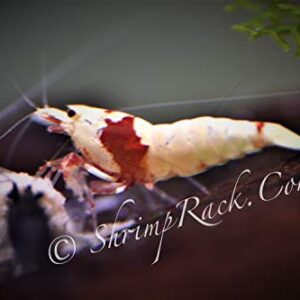 ShrimpRack 10 Crystal Red Shrimp CRS Grade S-SSS Live Freshwater Aquarium Shrimps 1/4 to 1/2 inch Long.