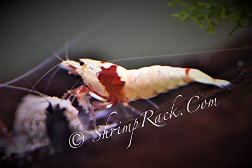 ShrimpRack 10 Crystal Red Shrimp CRS Grade S-SSS Live Freshwater Aquarium Shrimps 1/4 to 1/2 inch Long.