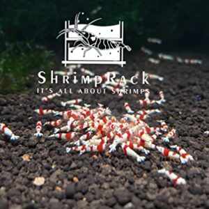 ShrimpRack 10 Crystal Red Shrimp CRS Grade S-SSS Live Freshwater Aquarium Shrimps 1/4 to 1/2 inch Long.