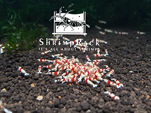 ShrimpRack 10 Crystal Red Shrimp CRS Grade S-SSS Live Freshwater Aquarium Shrimps 1/4 to 1/2 inch Long.