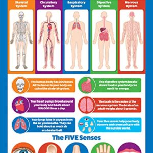 Palace Learning 3 Pack - Multiplication Tables Poster + Division + Human Body Chart for Kids (LAMINATED, 18" x 24")