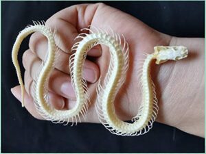 real snake skeleton animal specimen in science classroom specimens for science education