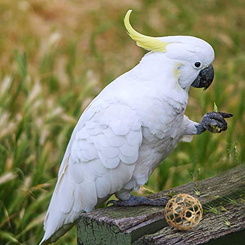 POPETPOP 10pcs Parrots Tabletop Interactive Toys Pack Bird Puzzle Training Toys Set Mini Pink Shopping Cart Toy with Hollow Balls Star Ring Pet Educational Toys for Cockatiel Cockatoo