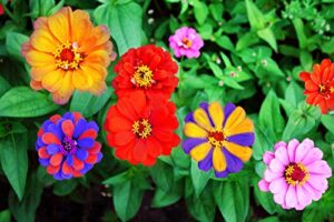 rare 500 pcs mixed zinnia - california giant flower seeds bonsai decoration-non gmo