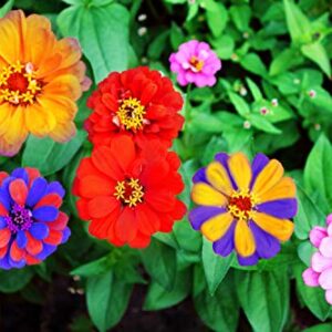 Rare 500 Pcs Mixed Zinnia - California Giant Flower Seeds Bonsai Decoration-Non GMO