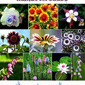 Rare 500 Pcs Mixed Zinnia - California Giant Flower Seeds Bonsai Decoration-Non GMO