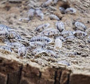 Bugzy Bugs Porcellio Laevis Dairy Cow 15 Count Live Isopods Roly Poly Cleanup Crew Reptile Food Terrarium Vivarium