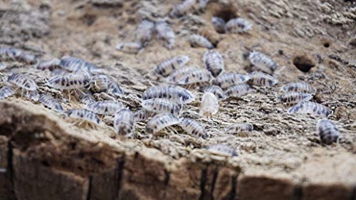 Bugzy Bugs Porcellio Laevis Dairy Cow 15 Count Live Isopods Roly Poly Cleanup Crew Reptile Food Terrarium Vivarium