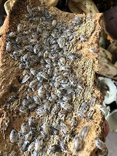 Bugzy Bugs Porcellio Laevis Dairy Cow 15 Count Live Isopods Roly Poly Cleanup Crew Reptile Food Terrarium Vivarium