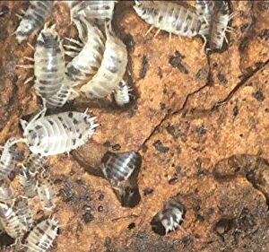 Bugzy Bugs Porcellio Laevis Dairy Cow 15 Count Live Isopods Roly Poly Cleanup Crew Reptile Food Terrarium Vivarium