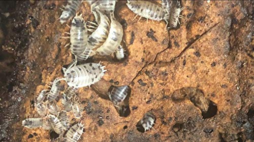 Bugzy Bugs Porcellio Laevis Dairy Cow 15 Count Live Isopods Roly Poly Cleanup Crew Reptile Food Terrarium Vivarium