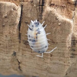 Bugzy Bugs Porcellio Laevis Dairy Cow 15 Count Live Isopods Roly Poly Cleanup Crew Reptile Food Terrarium Vivarium