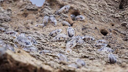 Bugzy Bugs Porcellio Laevis Dairy Cow 15 Count Live Isopods Roly Poly Cleanup Crew Reptile Food Terrarium Vivarium