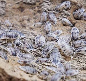 Bugzy Bugs Porcellio Laevis Dairy Cow 15 Count Live Isopods Roly Poly Cleanup Crew Reptile Food Terrarium Vivarium