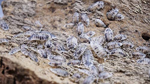 Bugzy Bugs Porcellio Laevis Dairy Cow 15 Count Live Isopods Roly Poly Cleanup Crew Reptile Food Terrarium Vivarium