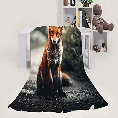 JASMODER Throw Blanket Fox Sitting On Ground Soft Microfiber Lightweight Cozy Warm Blankets for Couch Bedroom Living Room