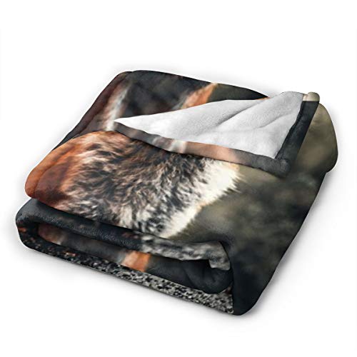 JASMODER Throw Blanket Fox Sitting On Ground Soft Microfiber Lightweight Cozy Warm Blankets for Couch Bedroom Living Room