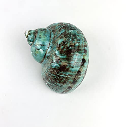 Worlds Large Polished Green Jade Turbo Sea Shells&Hermit Crab Sea Shells,Turbo Shells 3-1/2"~4" Inch