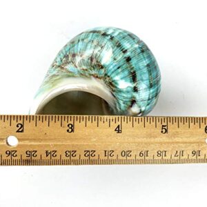 Worlds Large Polished Green Jade Turbo Sea Shells&Hermit Crab Sea Shells,Turbo Shells 3-1/2"~4" Inch