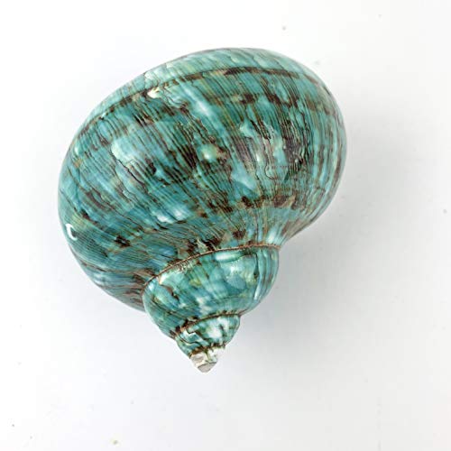 Worlds Large Polished Green Jade Turbo Sea Shells&Hermit Crab Sea Shells,Turbo Shells 3-1/2"~4" Inch