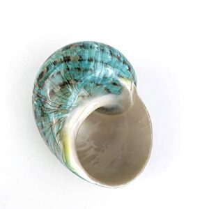 Worlds Large Polished Green Jade Turbo Sea Shells&Hermit Crab Sea Shells,Turbo Shells 3-1/2"~4" Inch