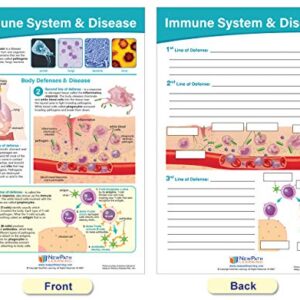 NewPath Learning Coronavirus Structure & Immunity Bulletin Board Chart Set, Set/4 - Laminated, Double-Sided, Full-Color, 12" x 18" (94-7716)