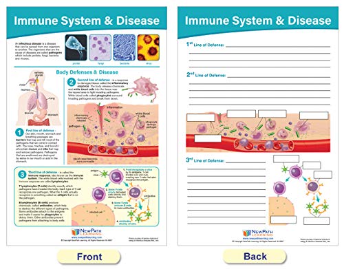 NewPath Learning Coronavirus Structure & Immunity Bulletin Board Chart Set, Set/4 - Laminated, Double-Sided, Full-Color, 12" x 18" (94-7716)