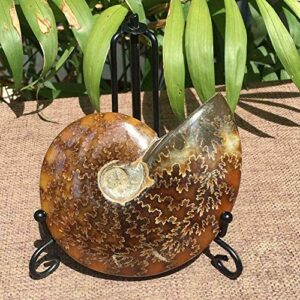 Wixine 2Pcs Natural Iridescent Ammonite Facet Specimen Fossil Madagascar Stone Gem