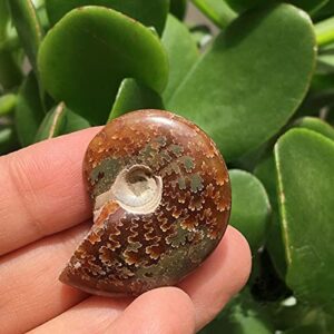 Wixine 2Pcs Natural Iridescent Ammonite Facet Specimen Fossil Madagascar Stone Gem