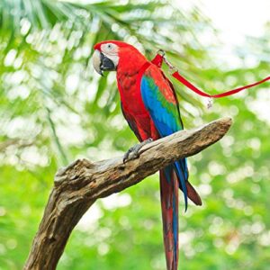 Bird Harness and Leash Kit Adjustable Anti-Bite, Fit for Large Medium Birds, Macaw,Budgerigar, Cockatoo, African Grey, and Reptiles, Lizards（Red Large）