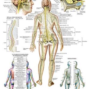 2 Pack: Spinal and Cranial Nerves + Disorders of the Spine Poster Set - Set of 2 Anatomical Charts - Laminated - 18" x 24"