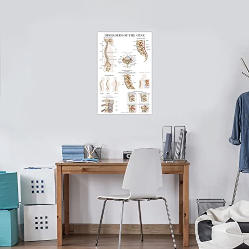 2 Pack: Spinal and Cranial Nerves + Disorders of the Spine Poster Set - Set of 2 Anatomical Charts - Laminated - 18" x 24"