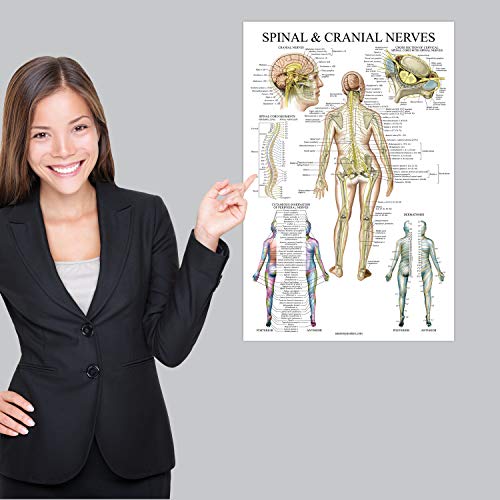 2 Pack: Spinal and Cranial Nerves + Disorders of the Spine Poster Set - Set of 2 Anatomical Charts - Laminated - 18" x 24"