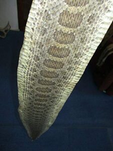 rattlesnake skin prairie rattler hide dry tanned bow wrap pen blanks 44"