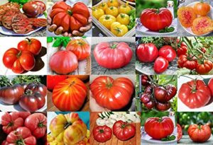 mixed seeds! 30 giant tomato seeds, mix of 19 varieties, heirloom non-gmo, brandywine black, red, yellow & pink, mr. stripey, old german, black krim, from usa