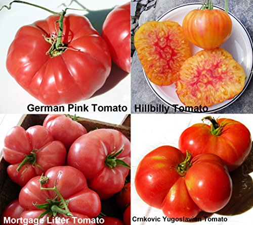 Mixed Seeds! 30 Giant Tomato Seeds, Mix of 19 Varieties, Heirloom Non-GMO, Brandywine Black, Red, Yellow & Pink, Mr. Stripey, Old German, Black Krim, from USA