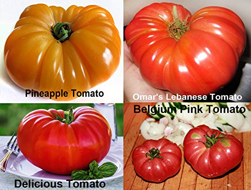 Mixed Seeds! 30 Giant Tomato Seeds, Mix of 19 Varieties, Heirloom Non-GMO, Brandywine Black, Red, Yellow & Pink, Mr. Stripey, Old German, Black Krim, from USA