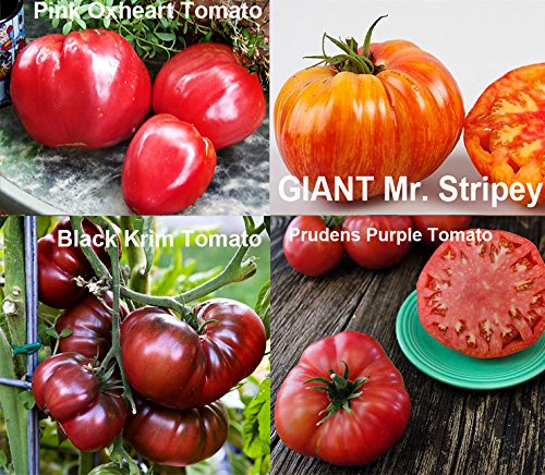 Mixed Seeds! 30 Giant Tomato Seeds, Mix of 19 Varieties, Heirloom Non-GMO, Brandywine Black, Red, Yellow & Pink, Mr. Stripey, Old German, Black Krim, from USA