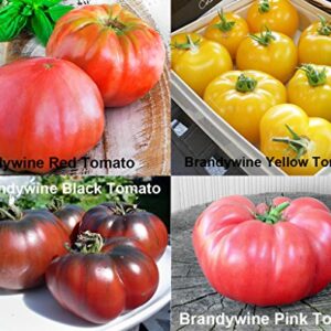 Mixed Seeds! 30 Giant Tomato Seeds, Mix of 19 Varieties, Heirloom Non-GMO, Brandywine Black, Red, Yellow & Pink, Mr. Stripey, Old German, Black Krim, from USA