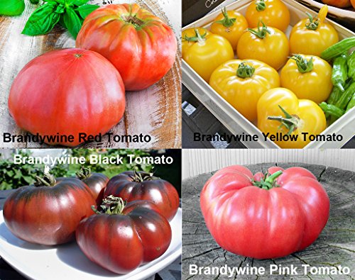 Mixed Seeds! 30 Giant Tomato Seeds, Mix of 19 Varieties, Heirloom Non-GMO, Brandywine Black, Red, Yellow & Pink, Mr. Stripey, Old German, Black Krim, from USA