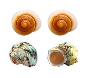 seajiayi hermit crab shells turbo shells 4pcs assorted turbo shells large opening size 2" - 4" handpicked hermit crab house…