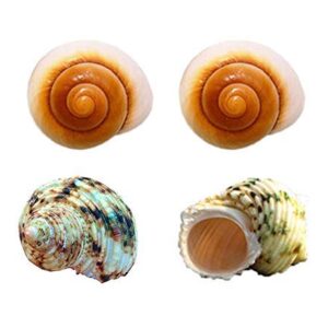 SEAJIAYI Hermit Crab Shells Turbo Shells 4pcs Assorted Turbo Shells Large Opening Size 2" - 4" Handpicked Hermit Crab House…