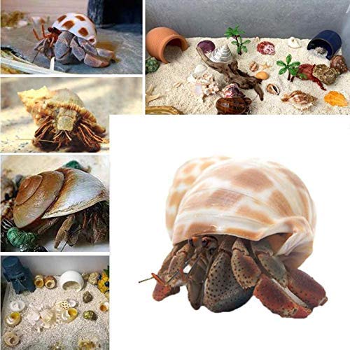 SEAJIAYI Hermit Crab Shells Turbo Shells 4pcs Assorted Turbo Shells Large Opening Size 2" - 4" Handpicked Hermit Crab House…