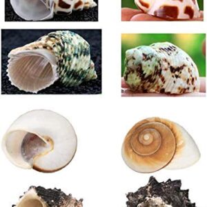 SEAJIAYI Hermit Crab Shells Turbo Shells 4pcs Assorted Turbo Shells Large Opening Size 2" - 4" Handpicked Hermit Crab House…