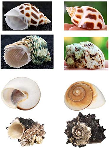 SEAJIAYI Hermit Crab Shells Turbo Shells 4pcs Assorted Turbo Shells Large Opening Size 2" - 4" Handpicked Hermit Crab House…