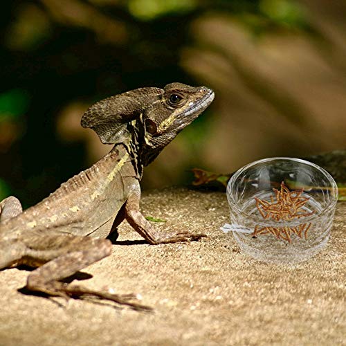 IAFVKAI Reptile Feeder Acrylic Anti Escape Gecko Chameleon Food Water Feeding Bowl Amphibians Worm Feeding Box for Snake Python Spider Lizard Scorpion Insects