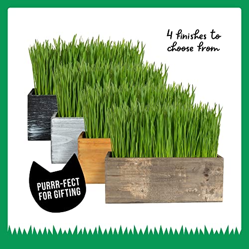 The Cat Ladies Cat Grass Kit (Organic) with Rustic Wood Planter, Seed and Soil. Easy to Grow for Indoor or Outdoor Cats, Dogs and Other Pets. Prevent Hairballs and Aid Digestion